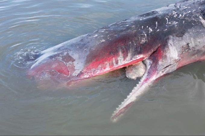 Riesiger Wal droht vor Sylt zu explodieren | Nau.ch