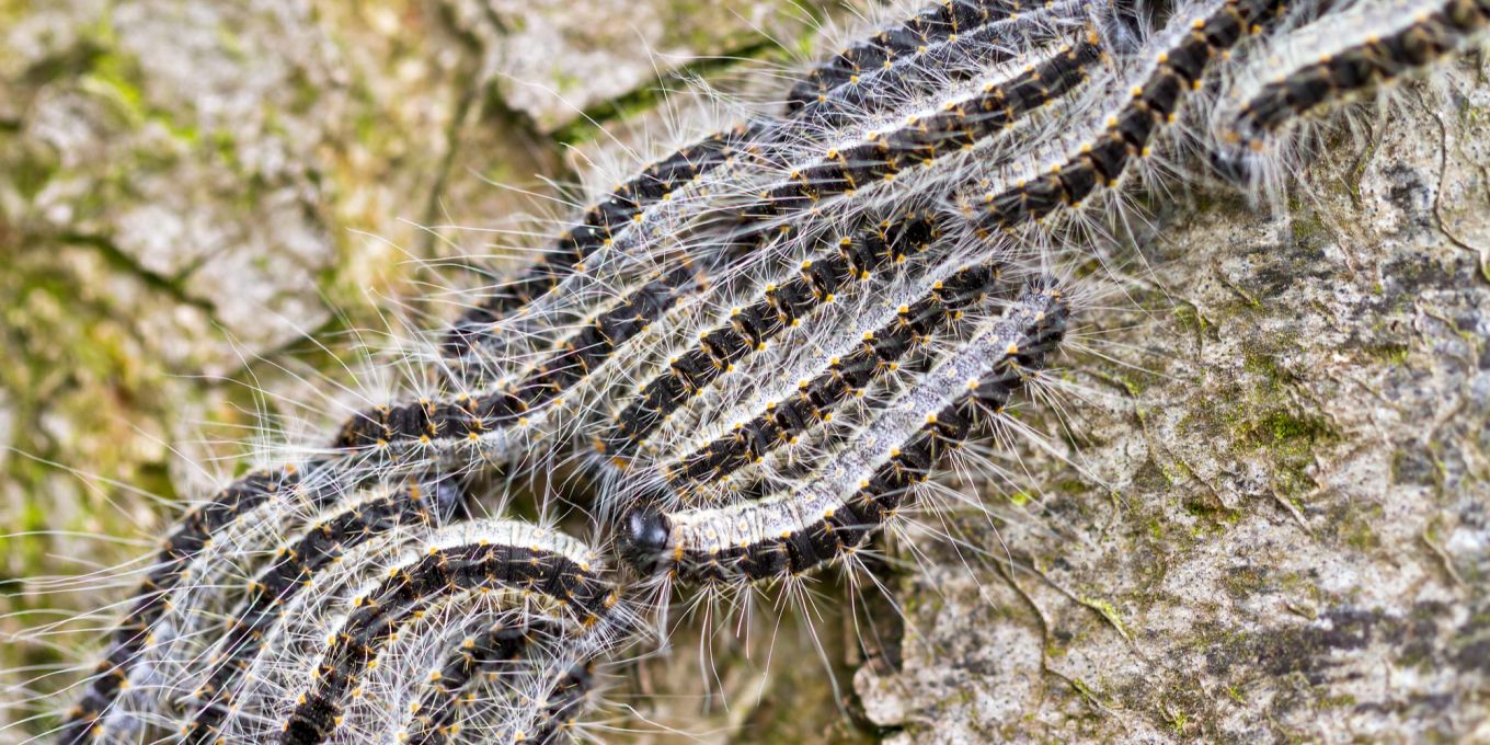 Eichenprozessionsspinner: Wie gefährlich ist die Raupe? | Nau.ch
