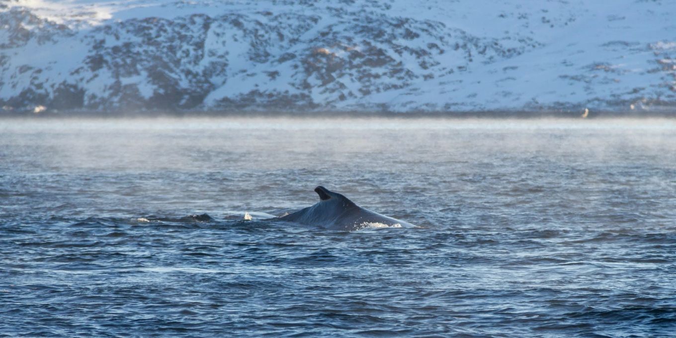 Island erteilt neue Walfangquote: 128 Finnwale dürfen erlegt werden ...
