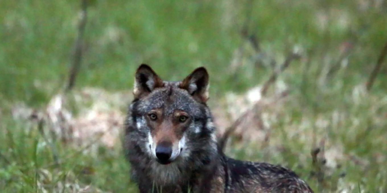 Abschuss eines Wolfes in der Walliser Region Nanz bewilligt | Nau.ch