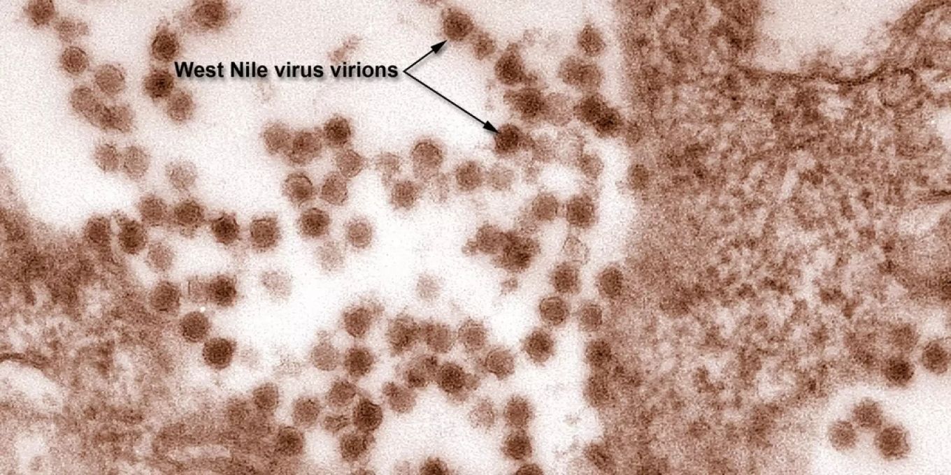 West-Nil-Virus breitet sich in Deutschland aus | Nau.ch
