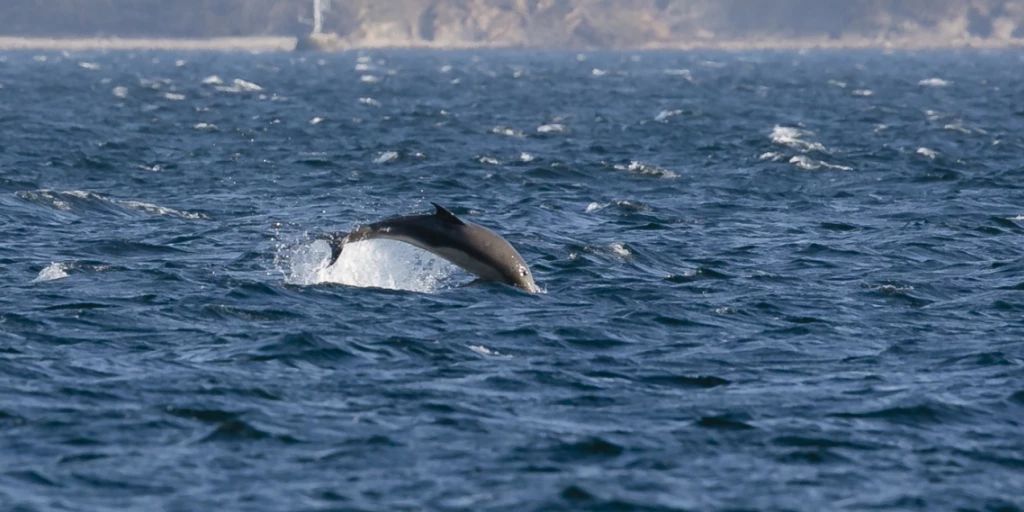Seit Ende Dezember fast 200 Delfine in Frankreich gestrandet