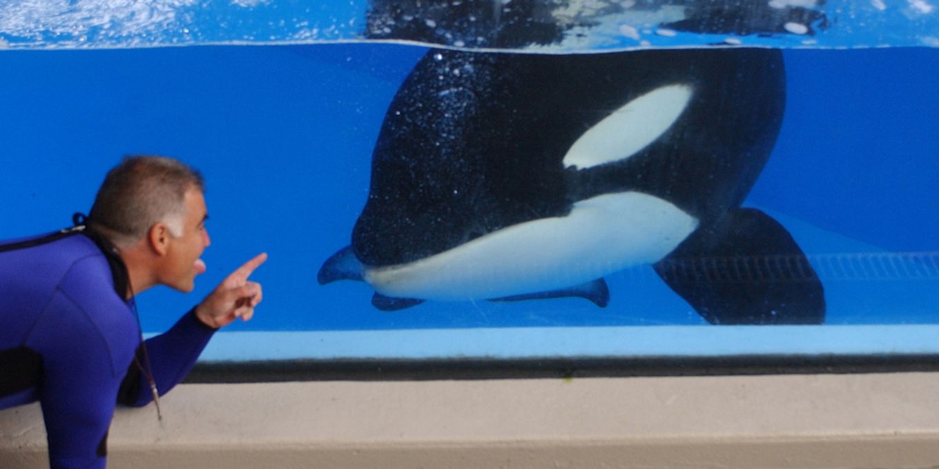 Jessica Radcliffe: Viral verbreiteter Tod durch Orca ist Fälschung | Nau.ch