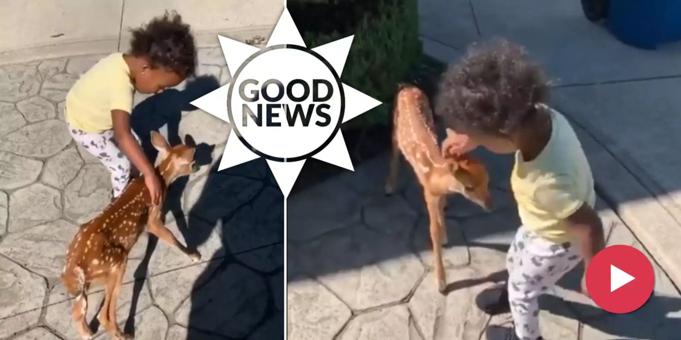 Good News: Junges Reh und kleines Mädchen werden beste Freunde | Nau.ch