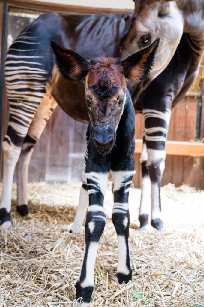 Nachwuchs bei den bedrohten Okapis im Zoo Basel | Nau.ch