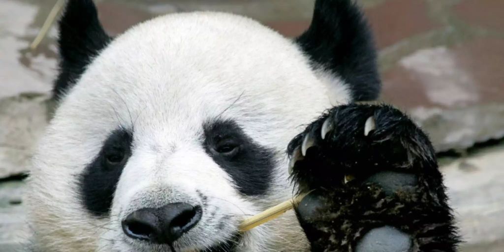 Tod des Panda-Männchens Chuang Chuang in Thailand wird von Experten ...