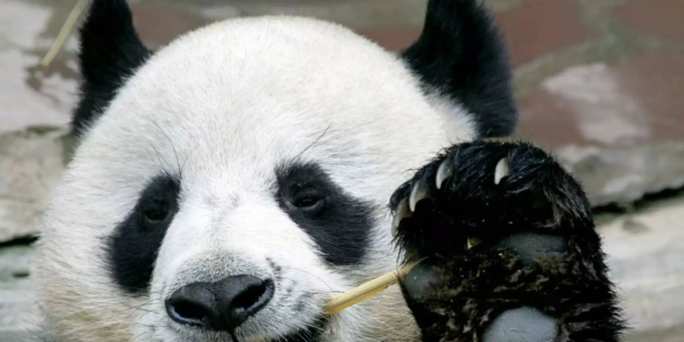 Tod des Panda-Männchens Chuang Chuang in Thailand wird von Experten ...