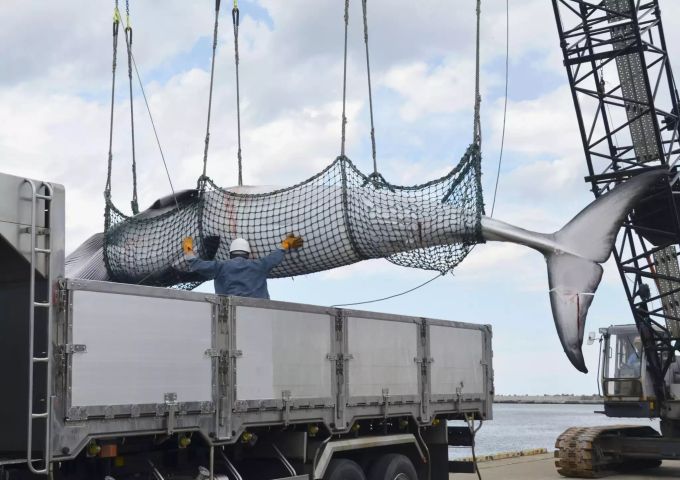 Kommerzielle Wal-Jagd in Japan wieder zugelassen | Nau.ch