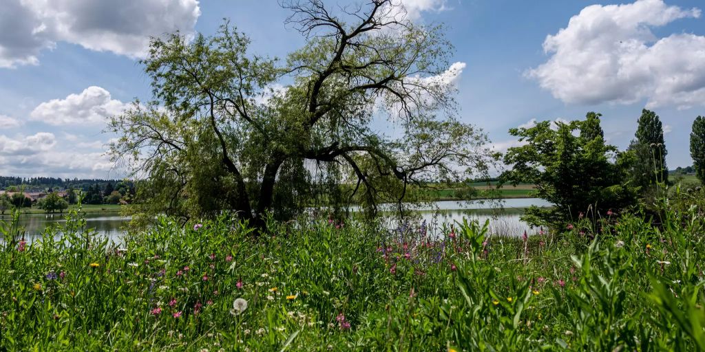 Urtenen-Schönbühl: Untersuchung der Uni Bern im Moossee