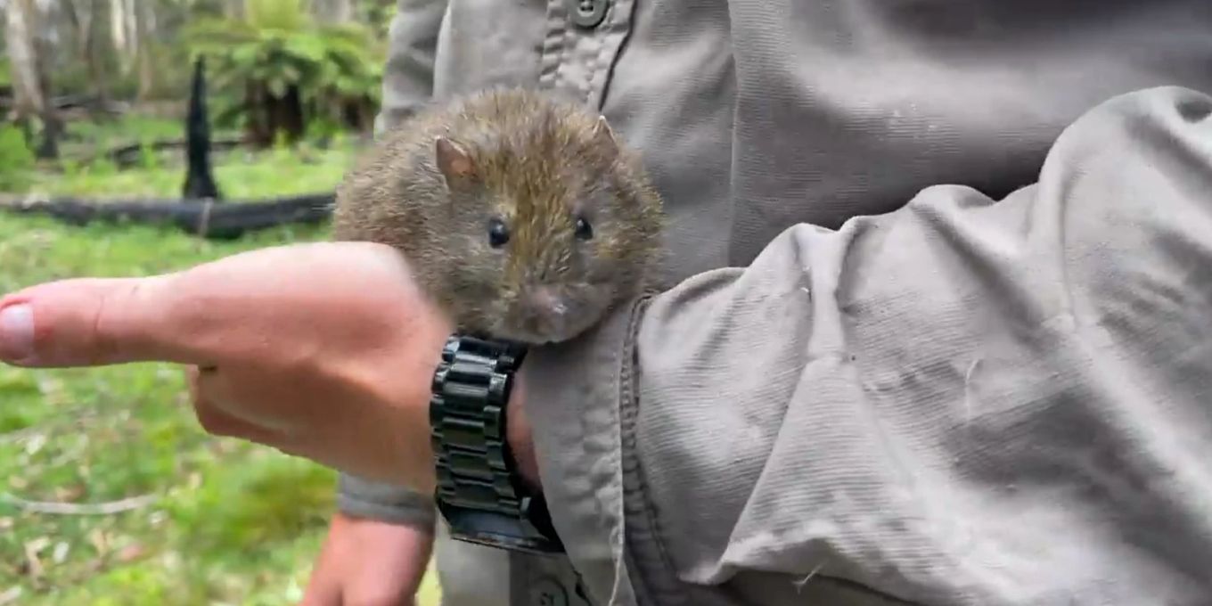 Einzigartiges Zuchtprogramm soll Australische Breitzahnratte retten ...