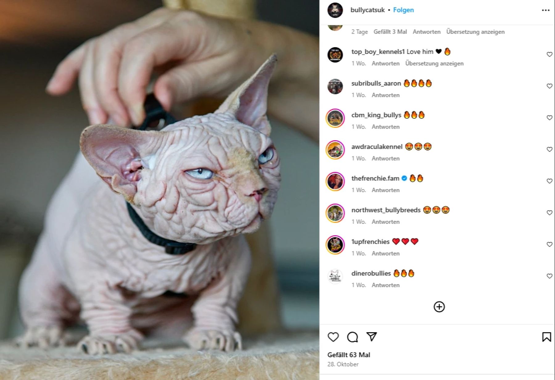 Bullycats: Neue Quälzucht-Katzen erreichen die Schweiz – Aufschrei | Nau.ch