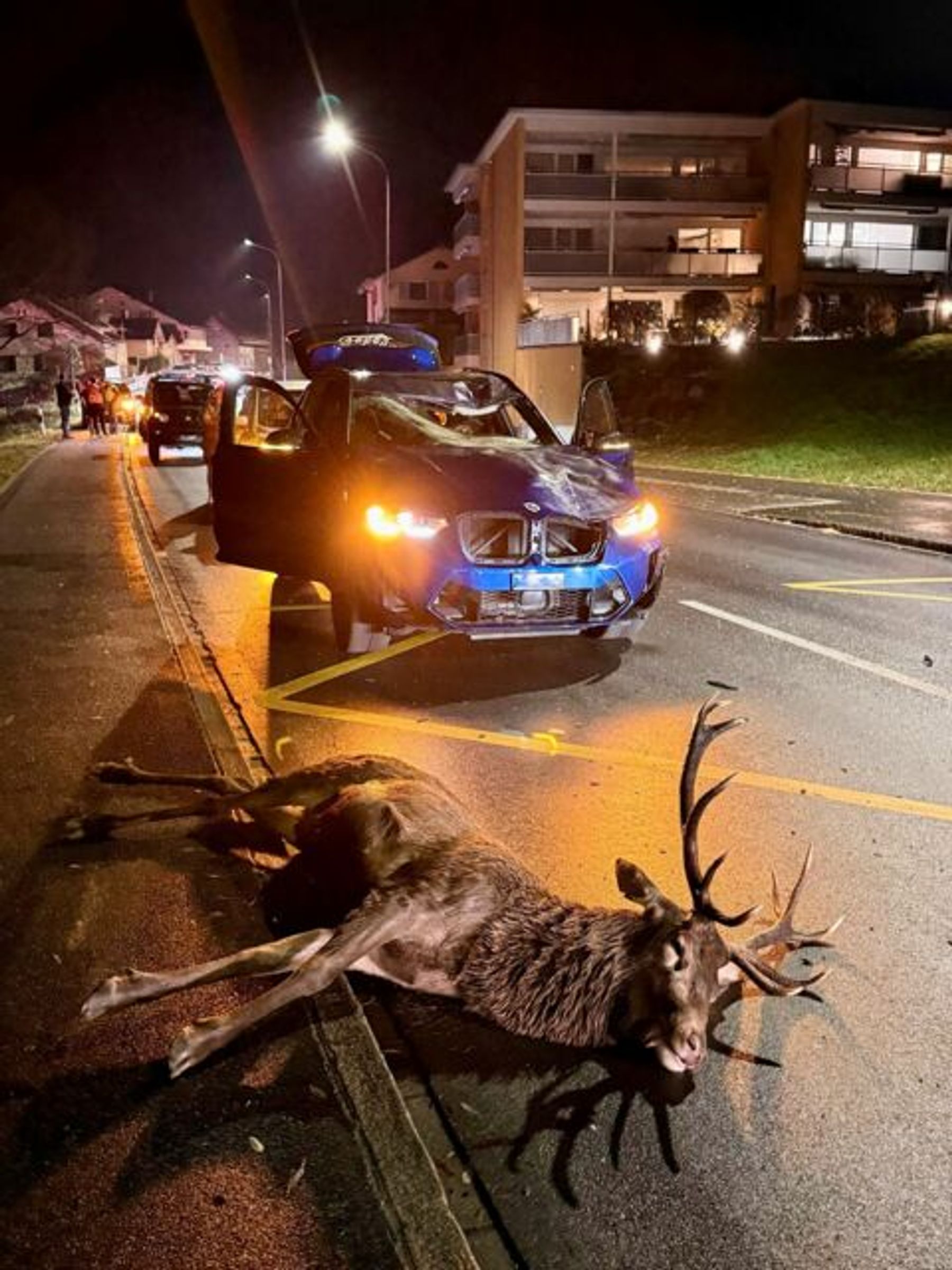 Auto crasht mit Hirsch – er muss erschossen werden | Nau.ch