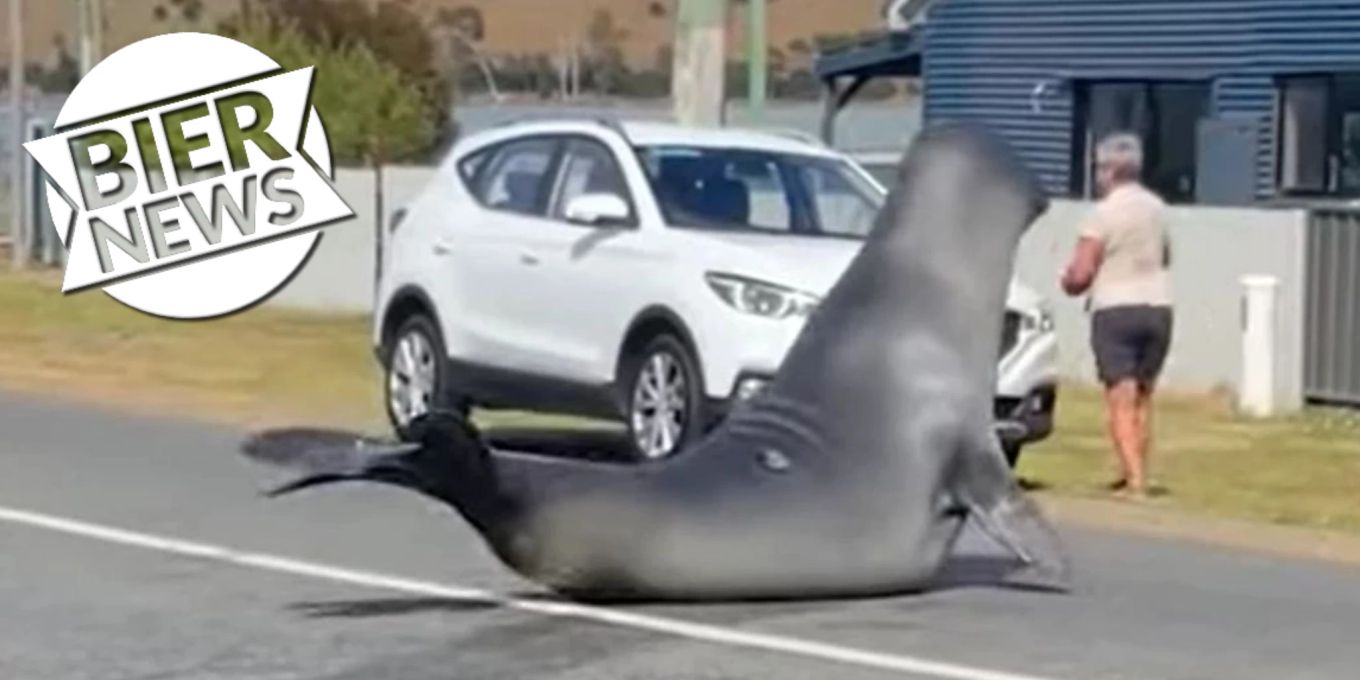 Riesen-Robbe quartiert sich in Fischerdorf ein – Bewohner in Angst | Nau.ch