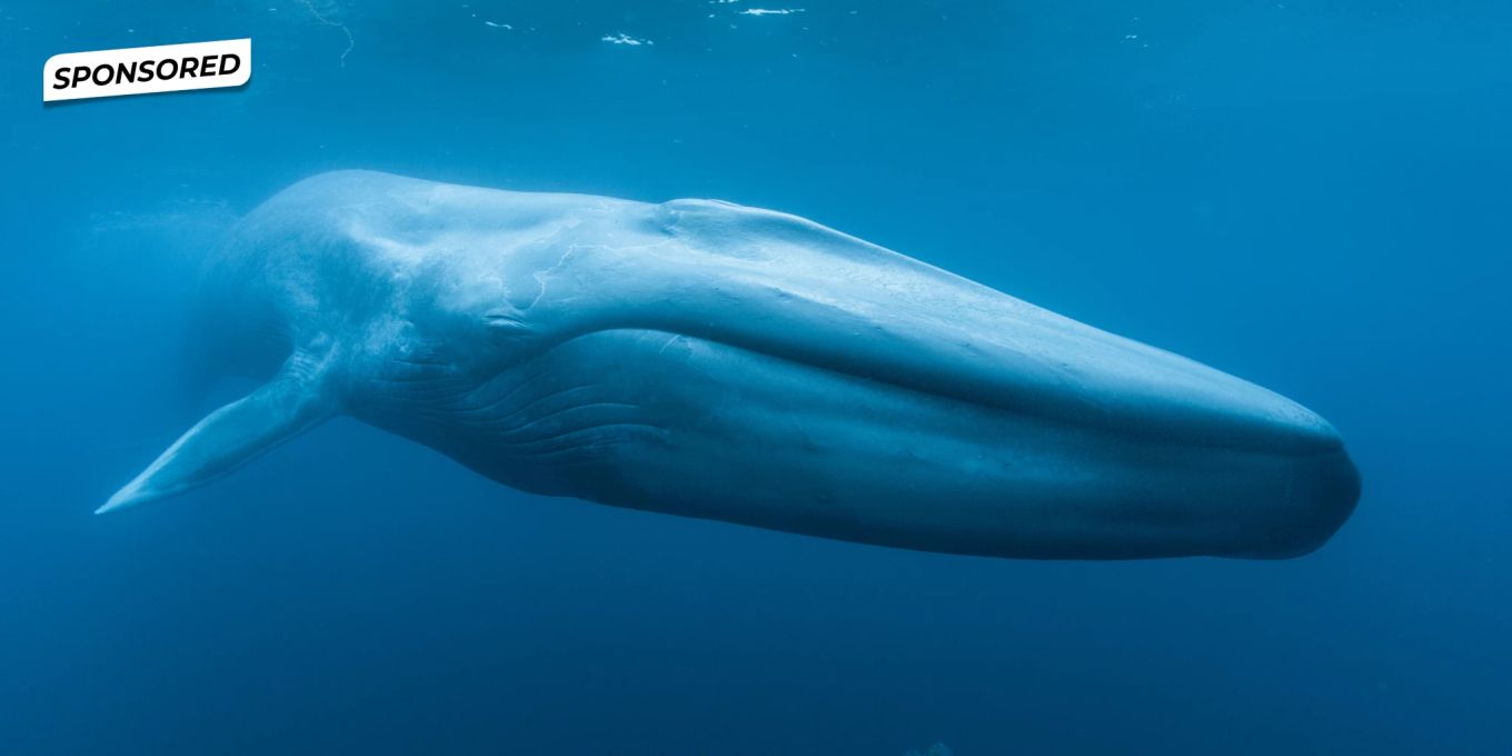 «Blue Whales»: Erlebe Blauwale auf der grössten Leinwand der Schweiz ...