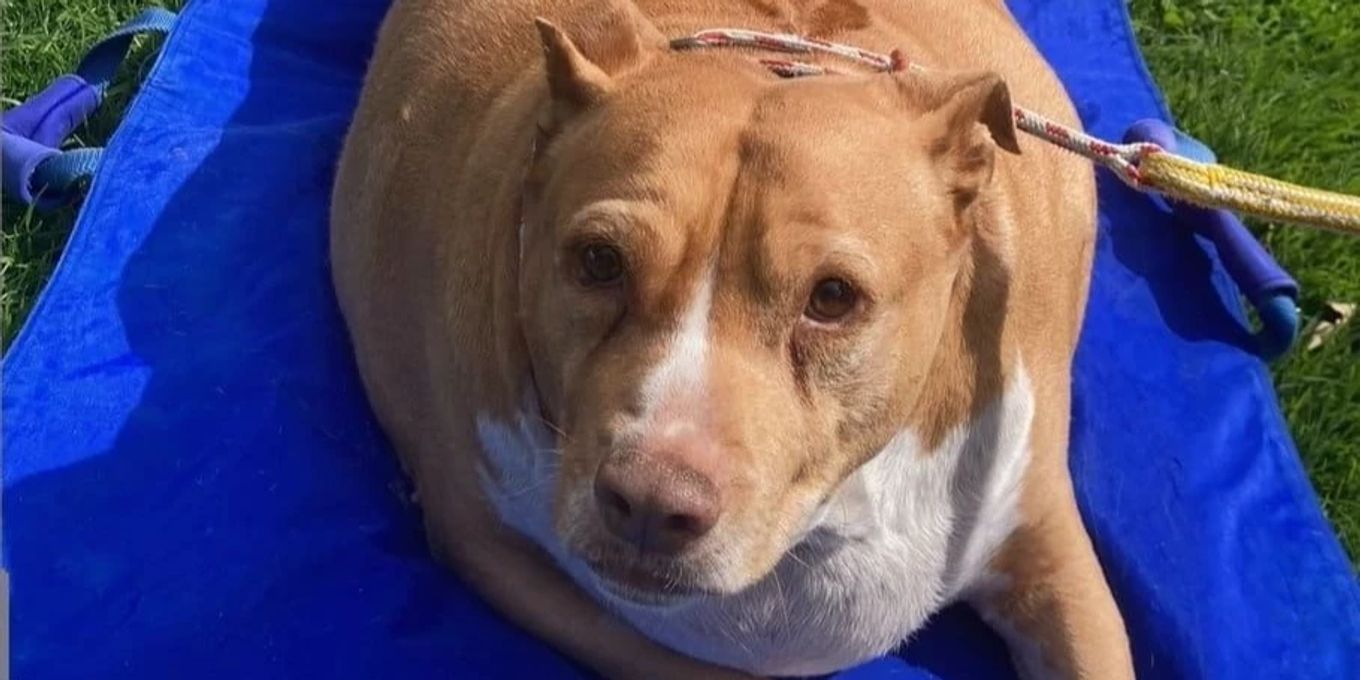 Er konnte kaum laufen: Frau mästet Hund zu Tode – Knast! | Nau.ch