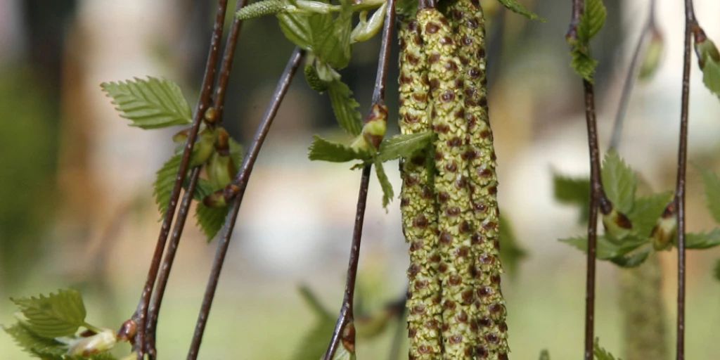 Harte Zeiten für Allergiegeplagte: Birkenpollen im Anflug