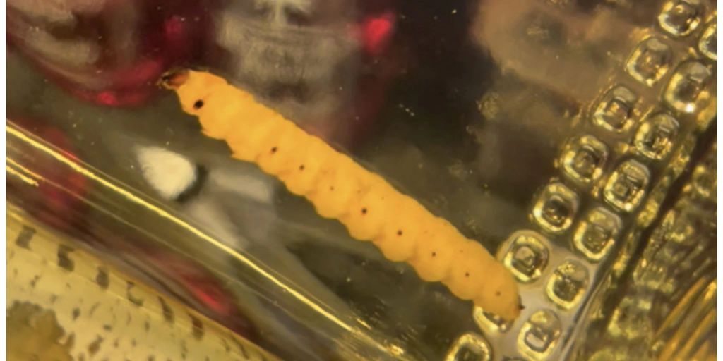 Wurm im Agavenschnaps per DNA-Analyse identifiziert