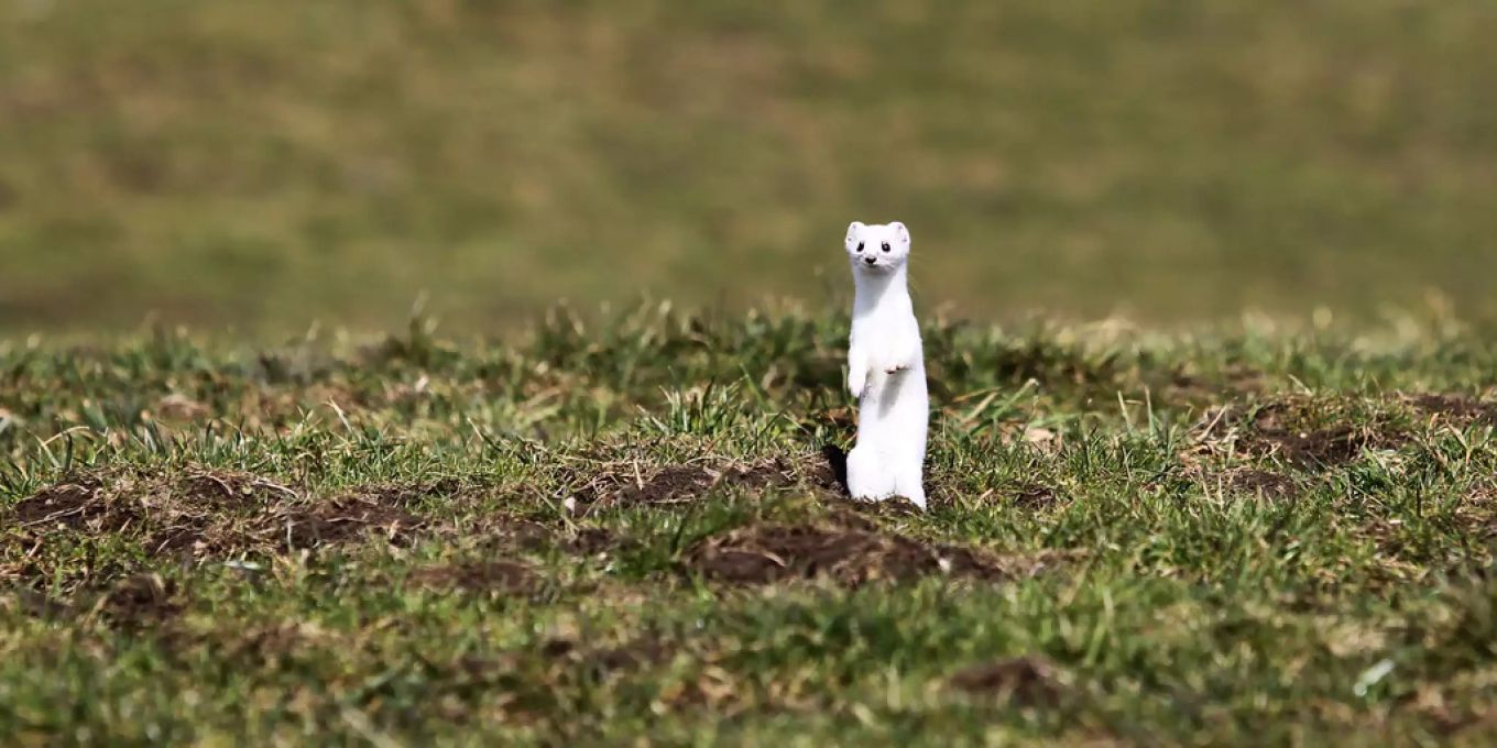 In Benken SG wurden sechsmal Hermeline entdeckt | Nau.ch