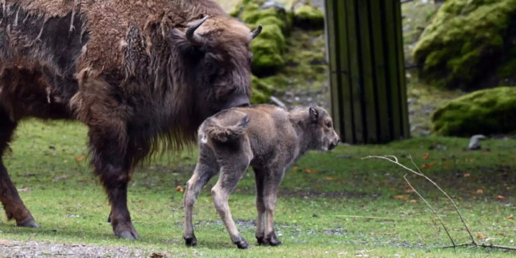 Ältester Wisent Europas ist nochmals Vater geworden
