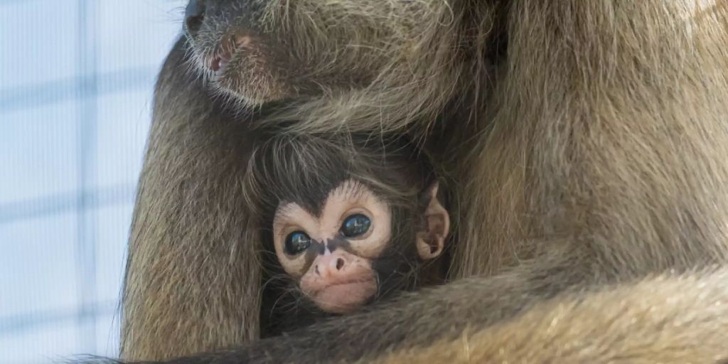 Nachwuchs bei Klammeraffen und Somali-Wildeseln im Zoo Basel