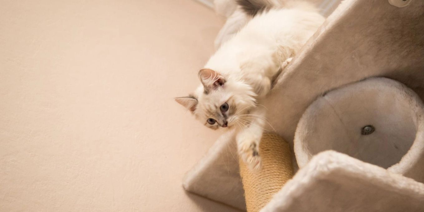 So minimieren Sie das Verletzungsrisiko für Ihre Katze | Nau.ch