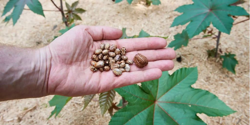 Tunesier stellt Biowaffe im eigenen Giftlabor her