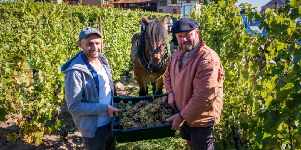 Deutsch-französischer Biowein zum 60. Jahrestag des Elysée-Vertrags ...