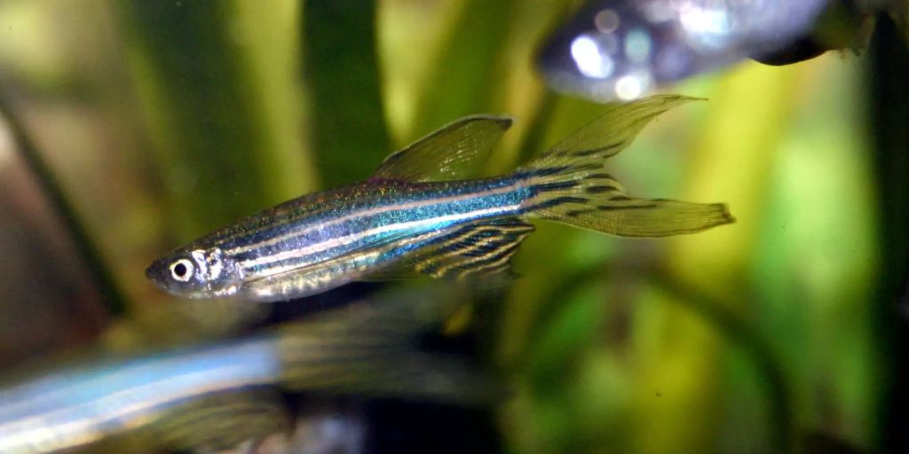 Signal zur Muskelregeneration beim Zebrafisch entdeckt