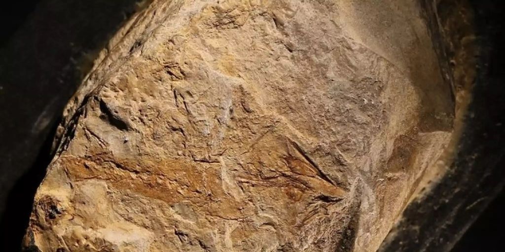 Ältester Salamander der Welt entdeckt