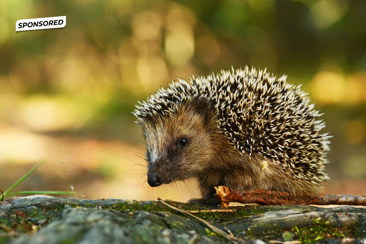 Deshalb sind Laub und Äste für Igel überlebenswichtig | Nau.ch