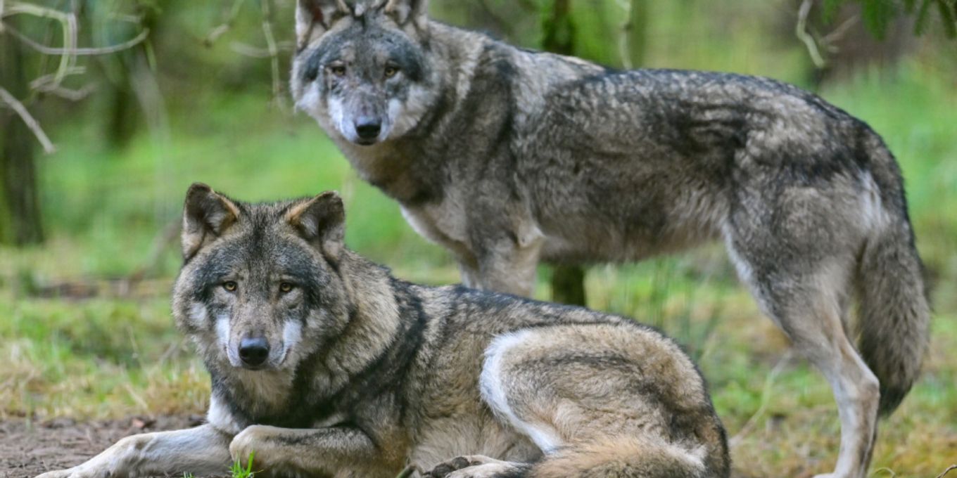 Zahl der Wolfsrudel in der Schweiz auf 43 gestiegen | Nau.ch