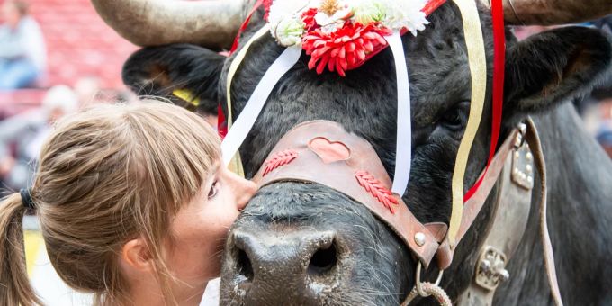 «Faika» gewinnt Schweizer Ringkuhkampf im Wallis | Nau.ch