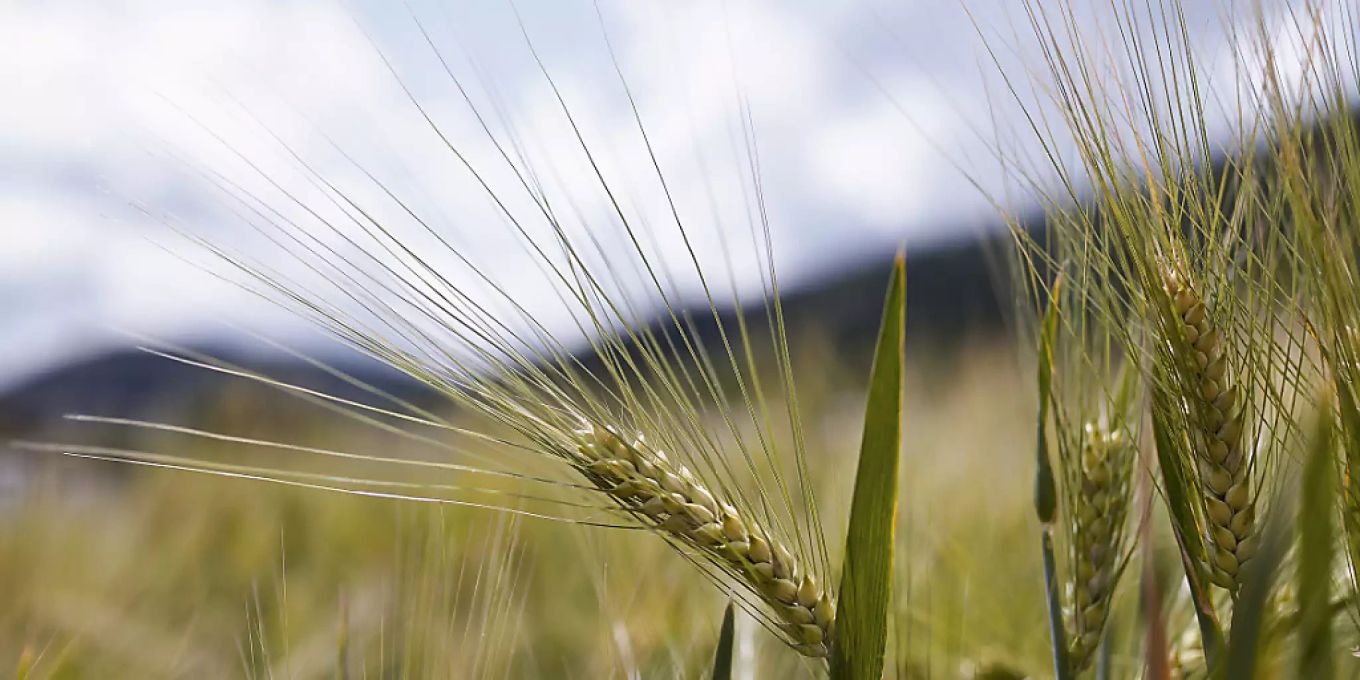 Bafu gibt grünes Licht für Feldversuche mit Gentech-Gerste | Nau.ch