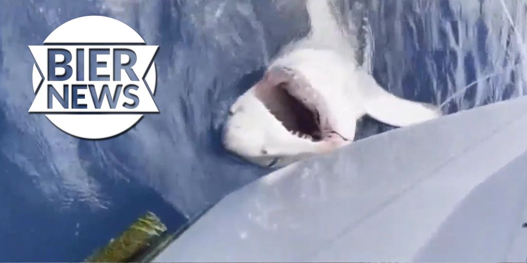 Fang seines Lebens: 12-Jähriger fischt vor Florida Weissen Hai