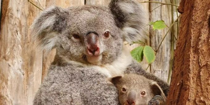 Flausch-Alarm im Duisburger Zoo: Baby-Koala geboren | Nau.ch