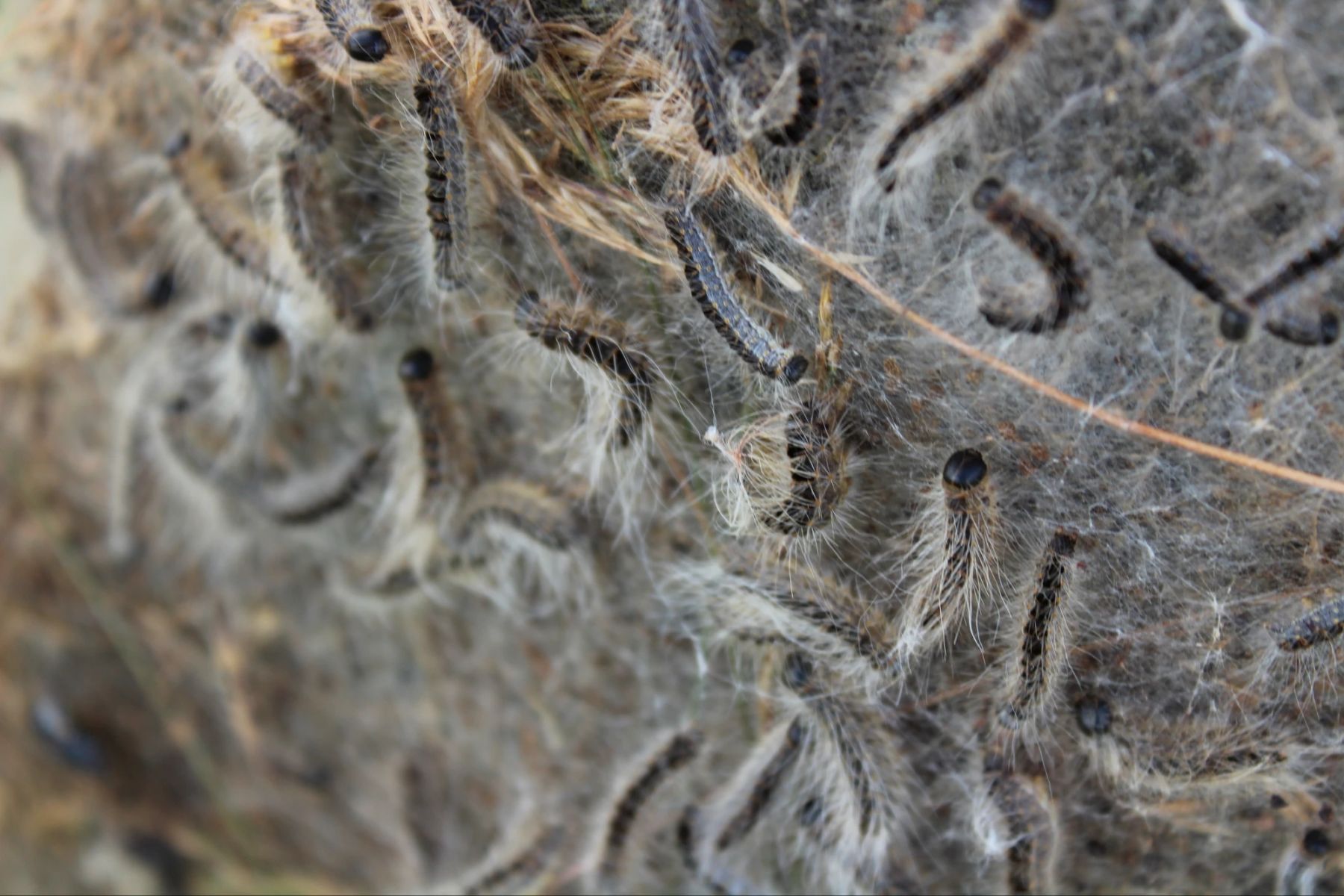 Eichenprozessionsspinner: Wie gefährlich ist die Raupe? | Nau.ch