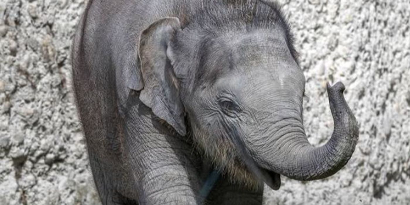 Siebter Elefant stirbt – Zoo Zürich erntet viel Kritik | Nau.ch