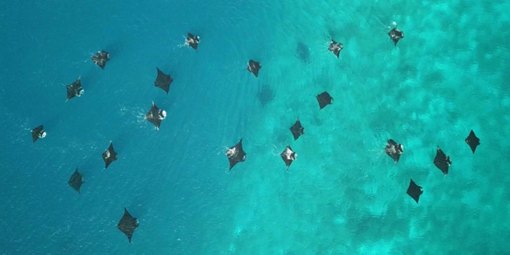 Riffmantas fühlen sich im Inselparadies Raja Ampat pudelwohl