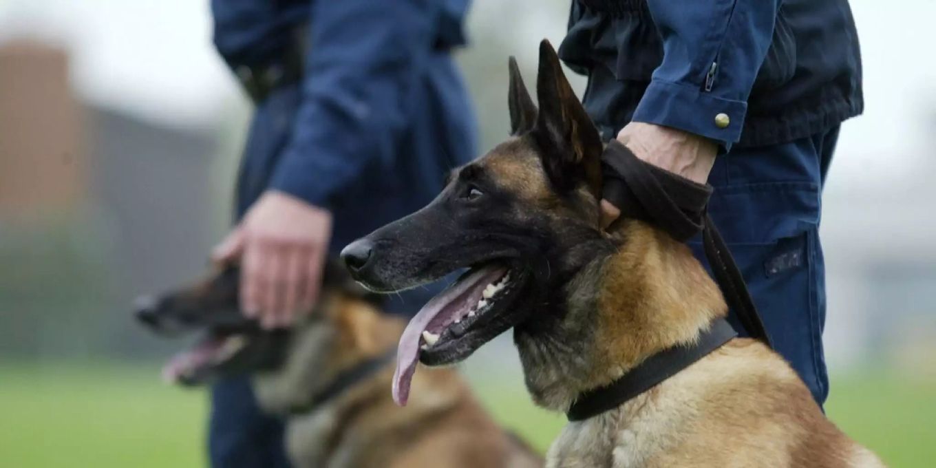 Das alte Zuhause der Stadtzürcher Polizeihunde wird saniert | Nau.ch