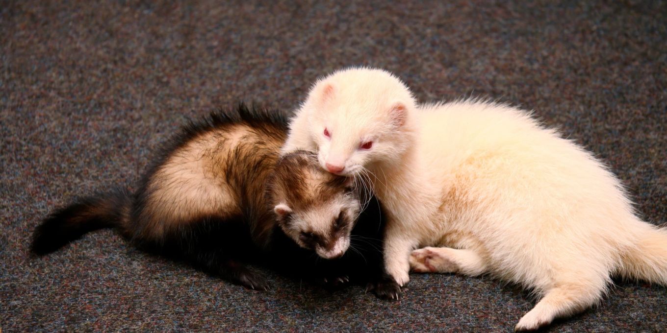 Alles zu Frettchen | Nau Tiere