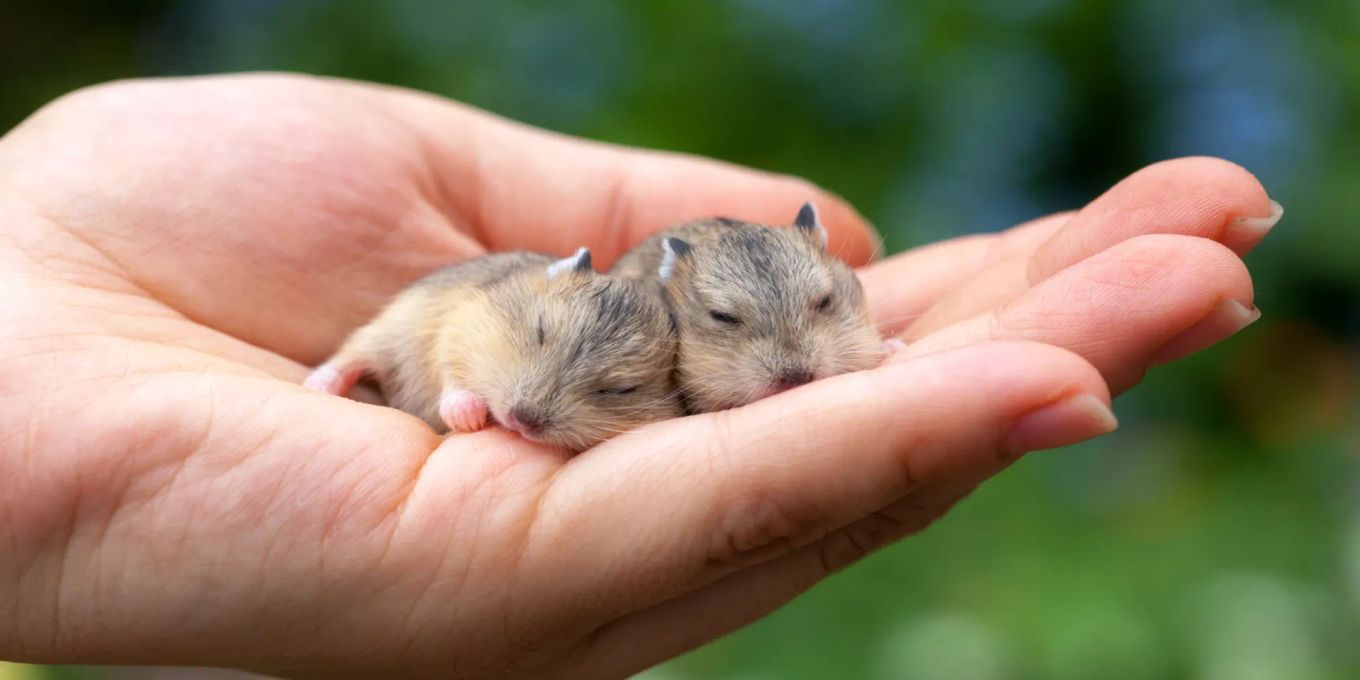 Alles was Sie zu Hamsterbabys wissen müssen | Nau Tiere