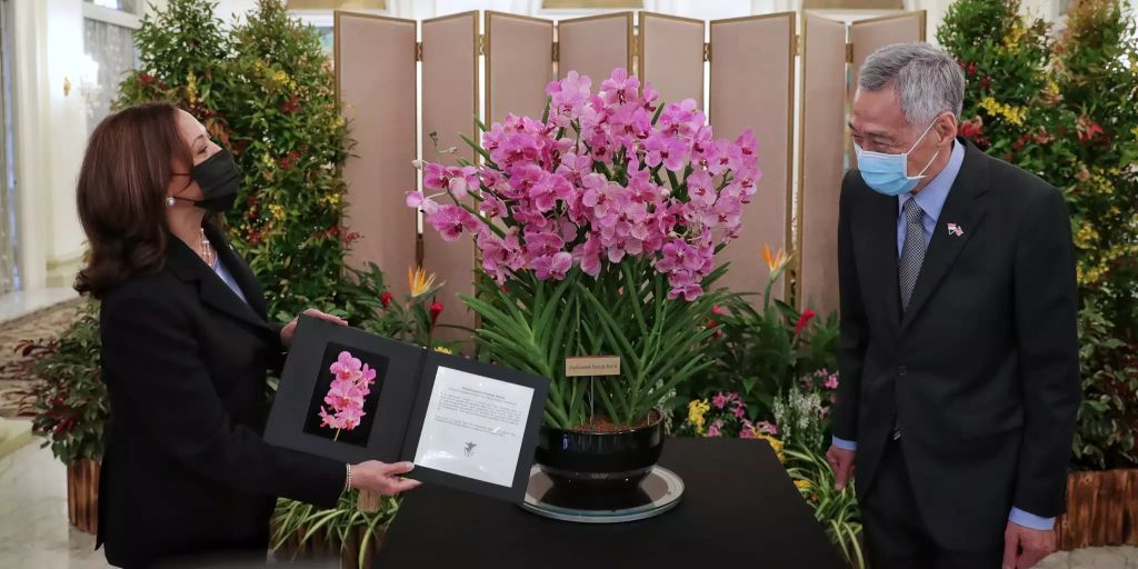 Papilionanda Kamala Harris: Orchidee nach US-Vizepräsidentin benannt