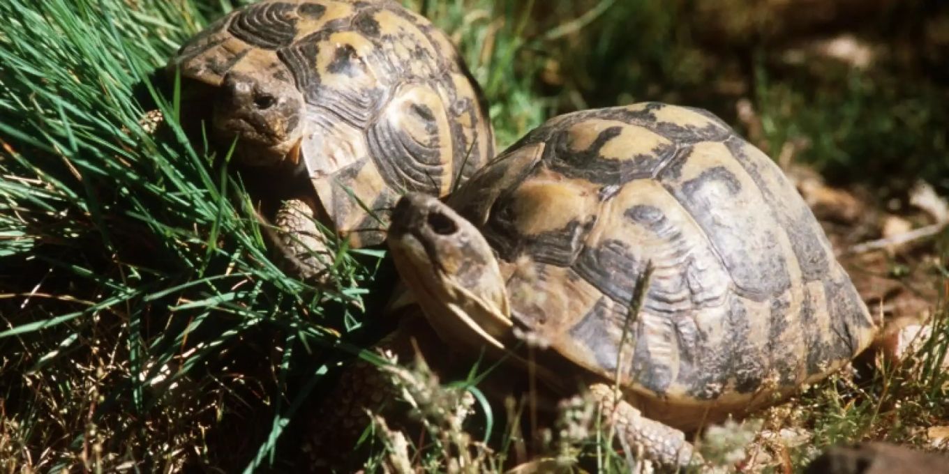 Schuppen von Schildkröten geben neue Einblicke in die Evolution | Nau.ch