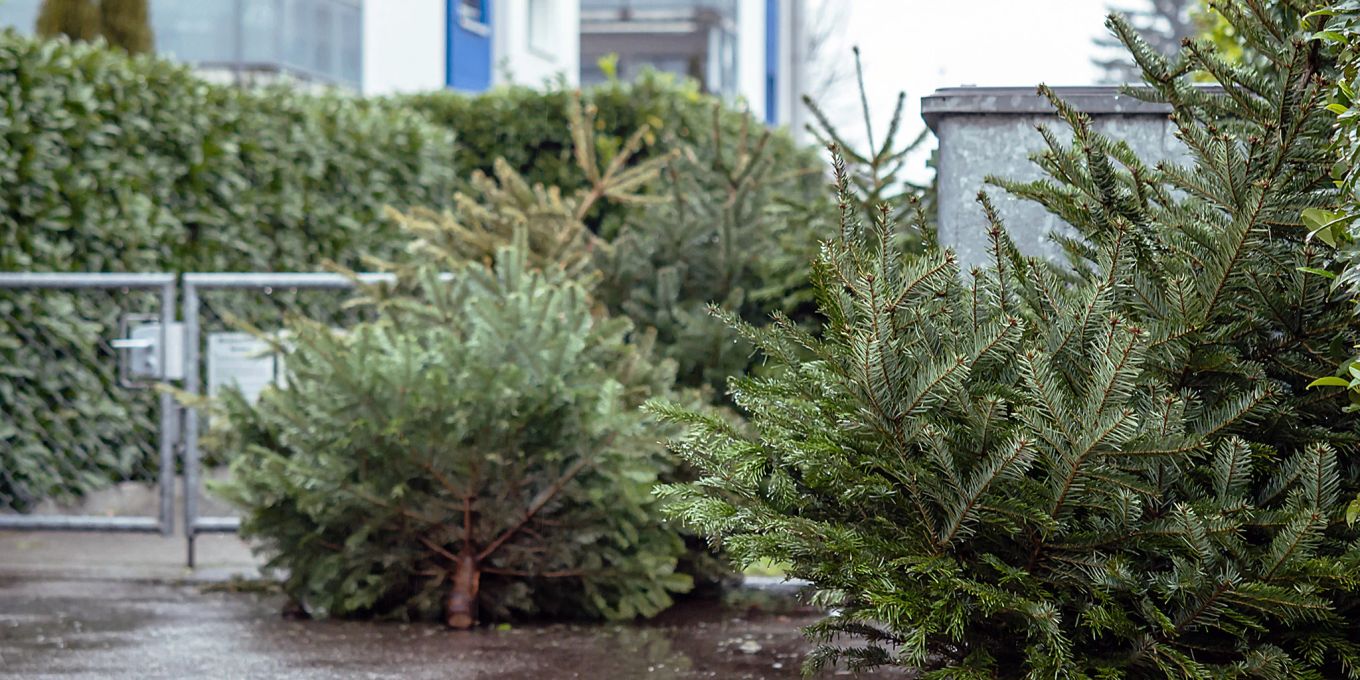 Christbaum-Event in Zufikon: Sammeln für Naturstrom | Nau.ch