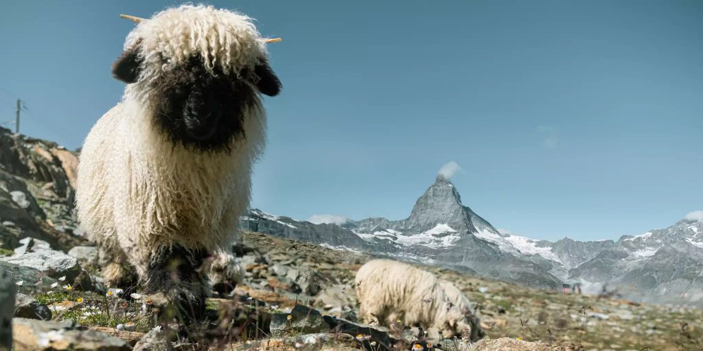 «Meet the Sheep» – Schwarznasen-Wanderung am Gornergrat in Zermatt