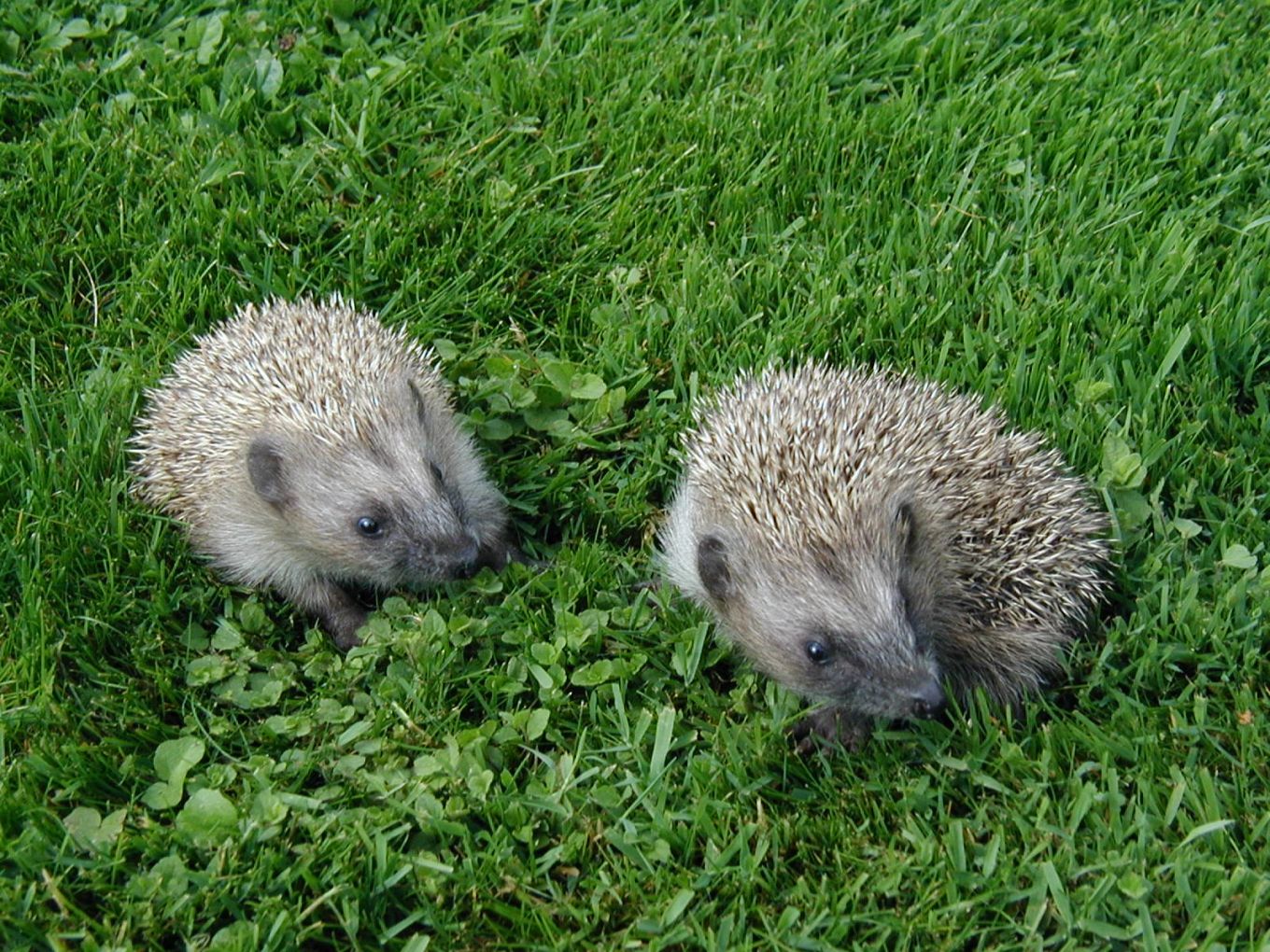 Mit diesen Tipps schützen Sie Igel vor Ihrem Mähroboter | Nau.ch