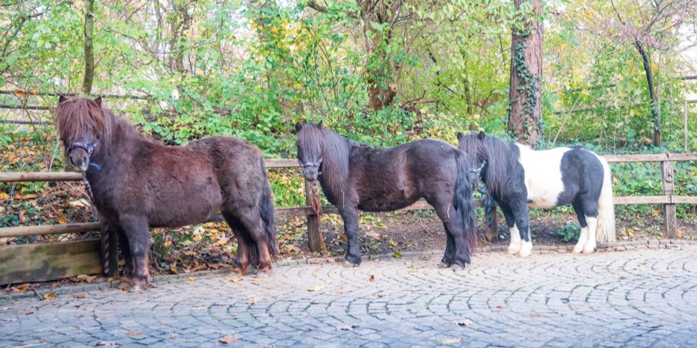 Drei neue Shetland-Ponys im Basler Kinderzolli | Nau.ch