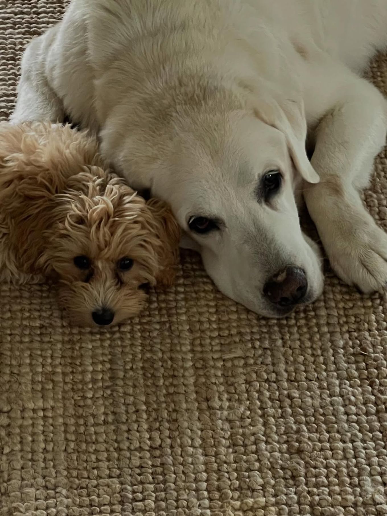 Francine Jordi nimmt Abschied von Hund Theo | Nau.ch