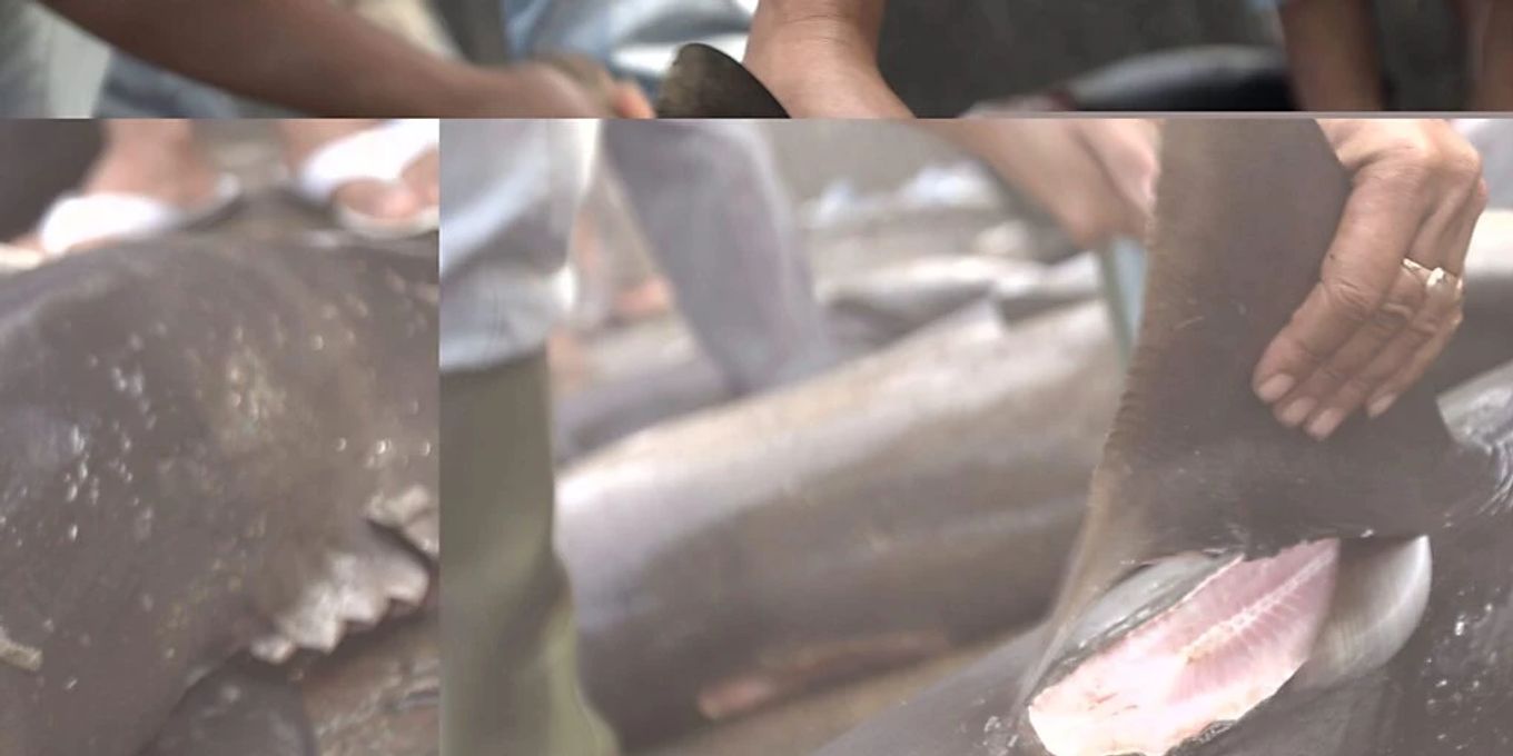 Polizei in Panama stellt sechs Tonnen Haiflossen sicher | Nau.ch