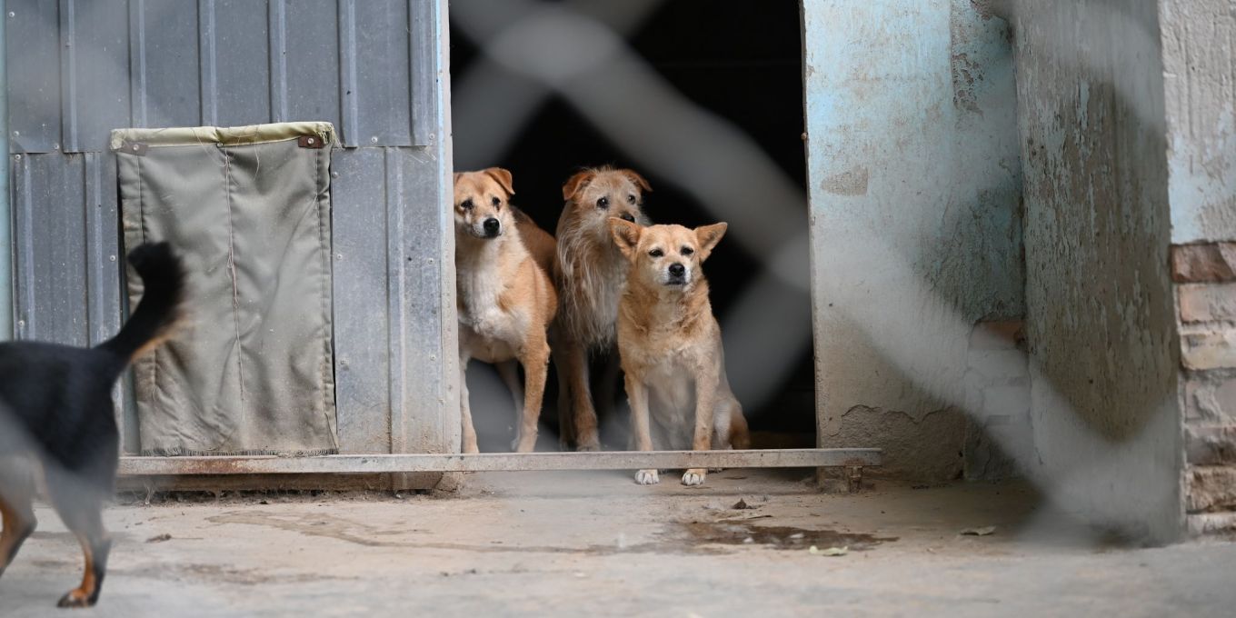 Haustier-Boom in China: Wie Retter mit den Folgen kämpfen | Nau.ch